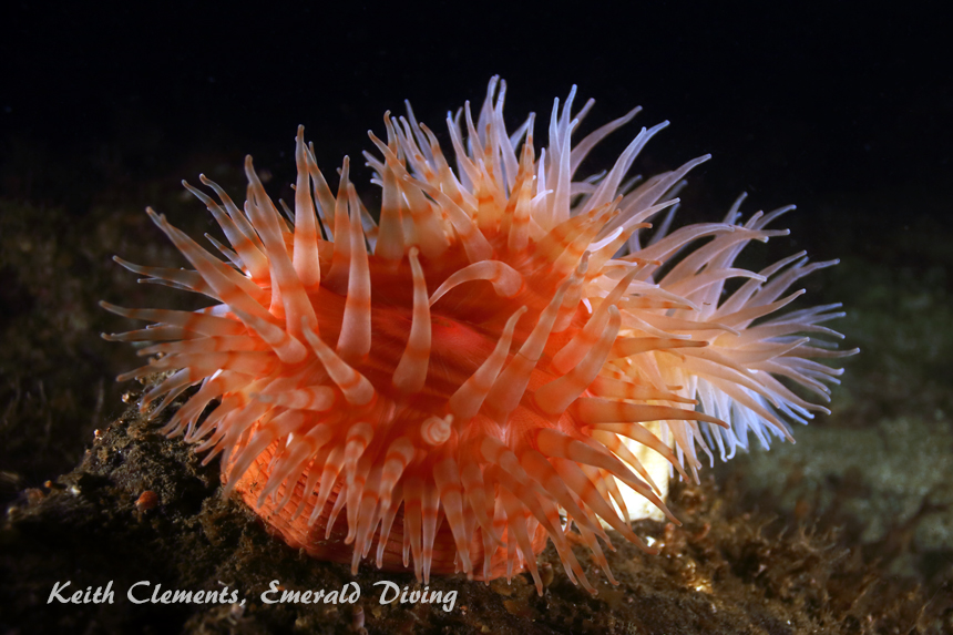 Anemone Gallery