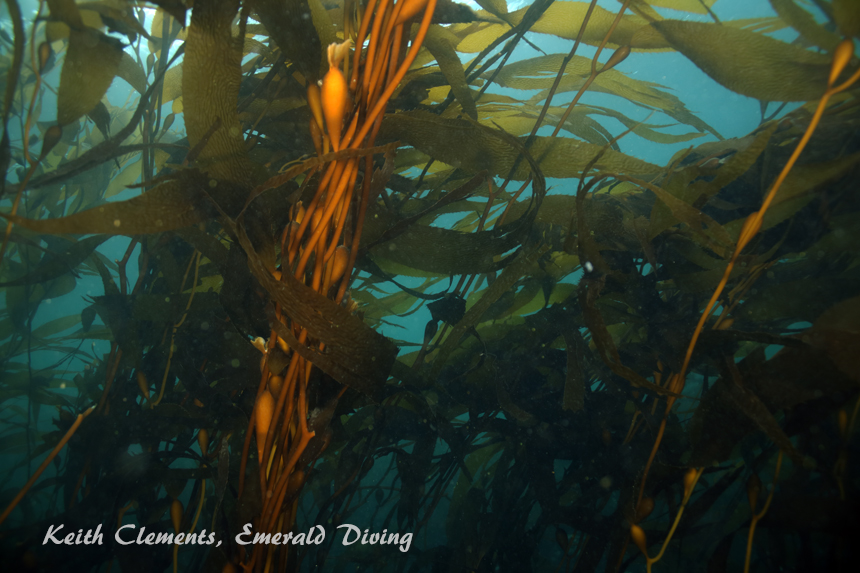 Seaweed Gallery