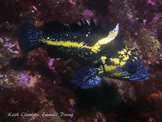 Emerald Diving: Neah 8.08